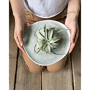 Tillandsia Xerographica Air Plant, Tillandsia Air Plants Live Large Indoor Plants Live Houseplants, Exotic Plants for Succulent Terrarium, Fairy Garden Decor, Succulents Live Plants by Plants for Pets