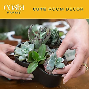 Costa Farms Succulents (5 Pack), Live Mini Succulent Plants, Grower's Choice Live Houseplants, Potted in Nursery Plant Pots, Potting Soil, Gift for Bulk Baby Shower, Bridal Shower, DIY Room Decor