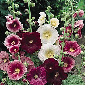 Outsidepride Indian Springs Hollyhock Garden Flower Climbing Vine Plant Mix - 2000 Seeds