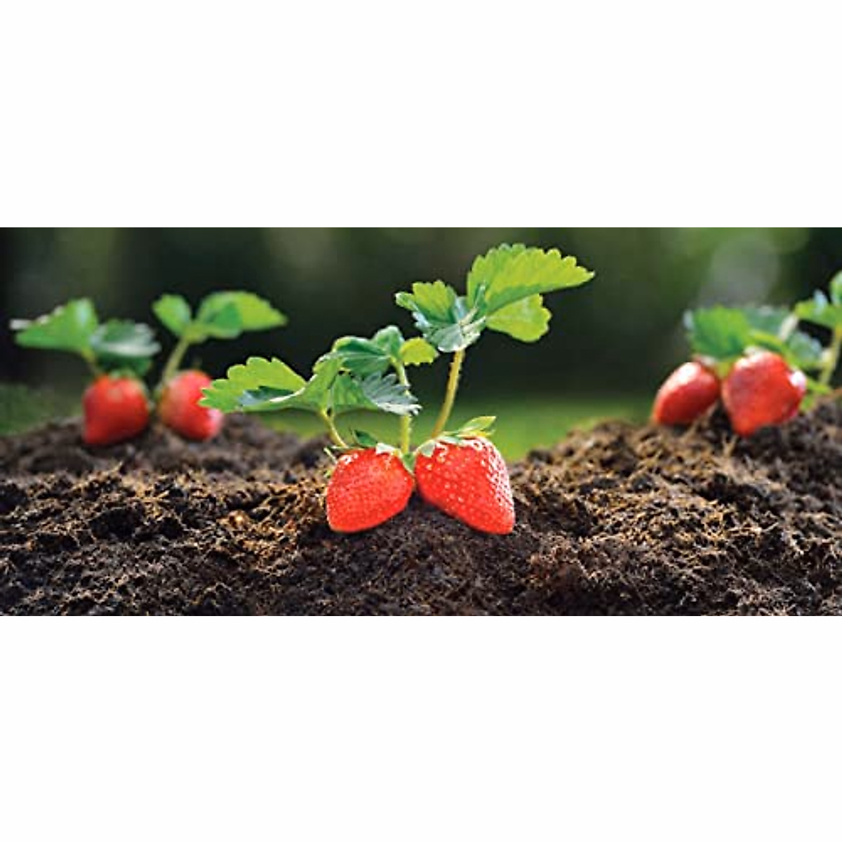 Sierra Natural Science Systemic Pest Control Concentrate -1 Pint