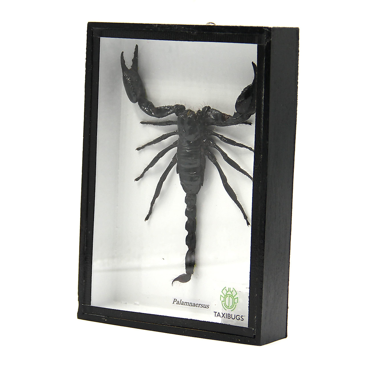 TAXIBUGS Real Exotic Poisonous Scorpion – Preserved Taxidermy Insect Bug Collection Framed in a 3D Wooden Frame as Pictured Taxidermy (Black Wooden Box)