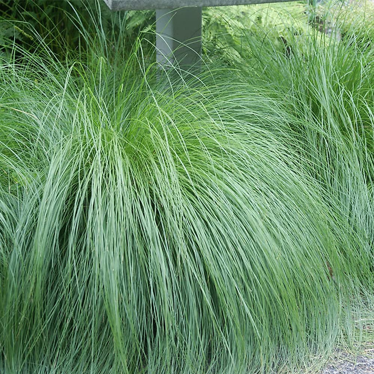 QAUZUY GARDEN 200 Prairie Dropseed Seeds (Sporobolus Heterolepis) Ornamental Native Grass - Drought Tolerant - Perennial Ground Lawn Cover grass - Low-Maintenance