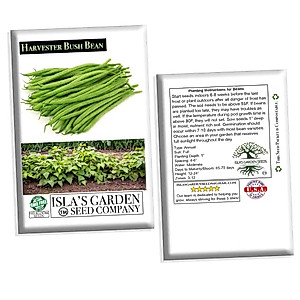 "Harvester" Bush Bean Seeds for Planting, 50+ Heirloom Seeds Per Packet, (Isla's Garden Seeds), Non GMO Seeds, Botanical Name: Phaseolus vulgaris, Great Home Garden Gift