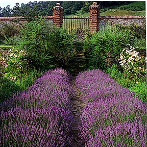 English "Vera" Lavender Seeds for Planting, 1000+ Seeds Per Packet, (Isla's Garden Seeds), Non GMO & Heirloom Seeds, Botanical Name: Lavandula angustifolia, Great Herb Garden Gift