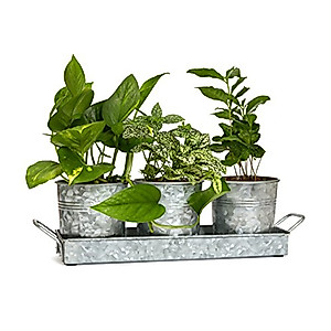 Farmhouse Herb Pots with Tray - Galvanized Vintage Planters