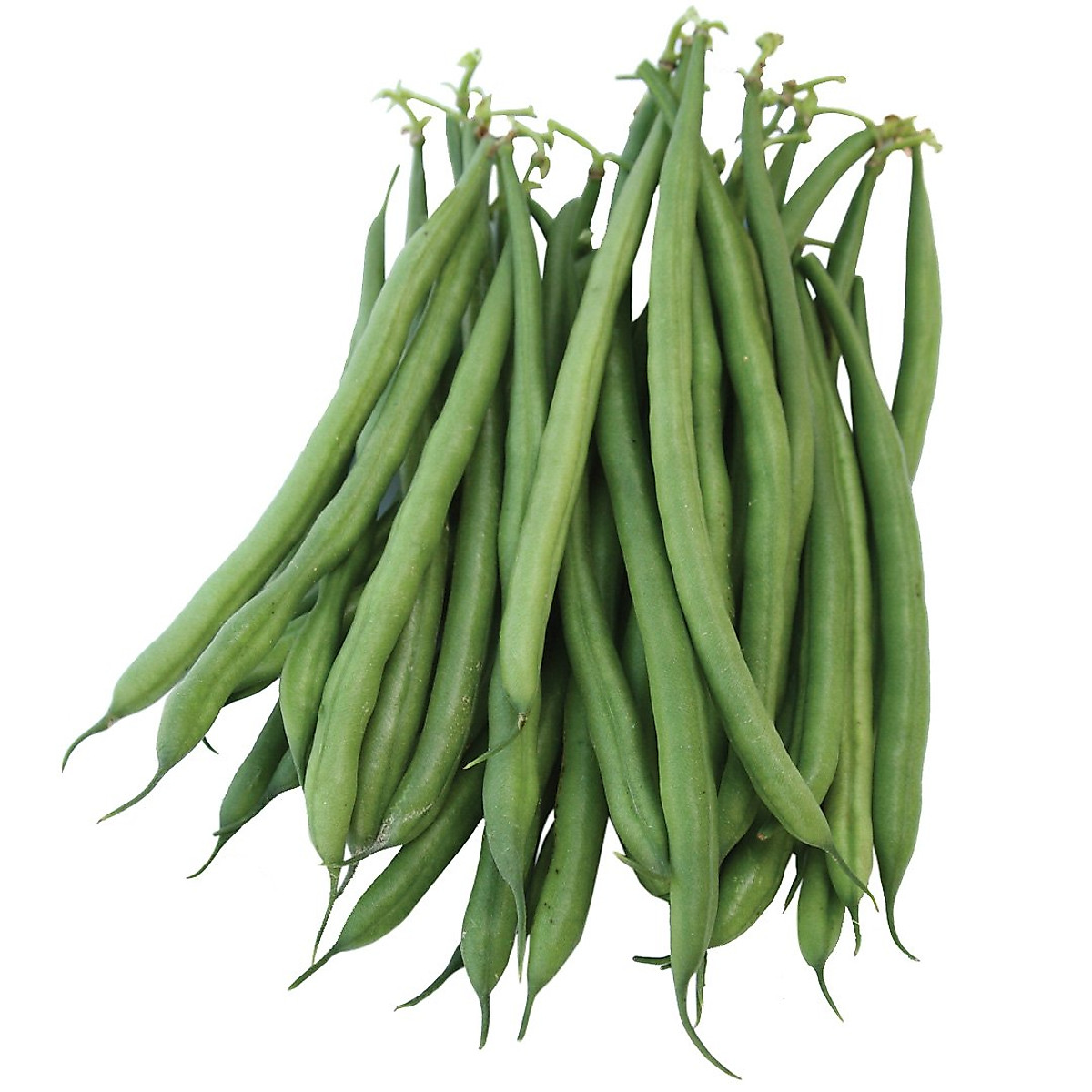 Burpee French Filet Bush Bean Seeds 8 ounces of seed
