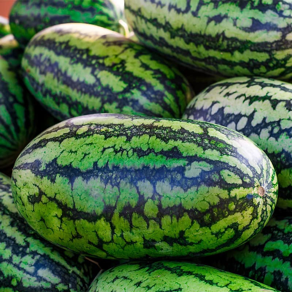 Watermelon-Congo (20 Seeds)