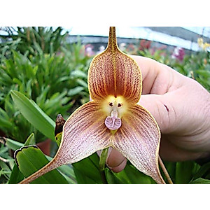 Elwyn 100 Monkey Face Orchid Plant Seeds