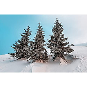 300+ Bonsai Tree Seeds – 10 Popular Varieties of Non GMO Heirloom Bonsai Seeds Red Maple, elm Tree, Blue Spruce, Black Spruce, Black Pine, Wisteria, Sakura, Flame Tree, Bauhinia, Dawn Redwood