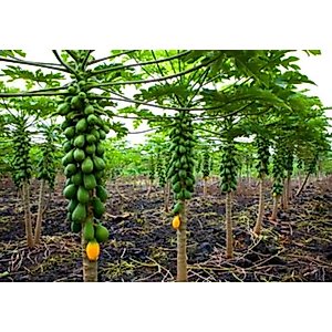 Dwarf Solo Papaya Tree! 10 Seeds! Small fruit! PERFECT FOR GROWING IN POTS