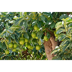 HASS Avocado Tree Grafted 2-3 Feet Tall, Avocado Live Plant for Planting
