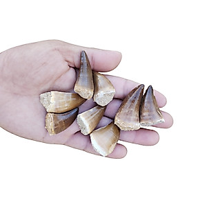 Real Mosasaur Tooth Fossil Dinosaur Tooth Fossil Dinosaur Fang