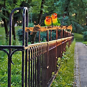 PATKAW Natural Wood Parrot Perch 2pcs Bird Wood Stand Branches Bird Cage Hanging Perch Bird Wooden Chew Toy for Pet Bird Cage Hammock Climbing Toy