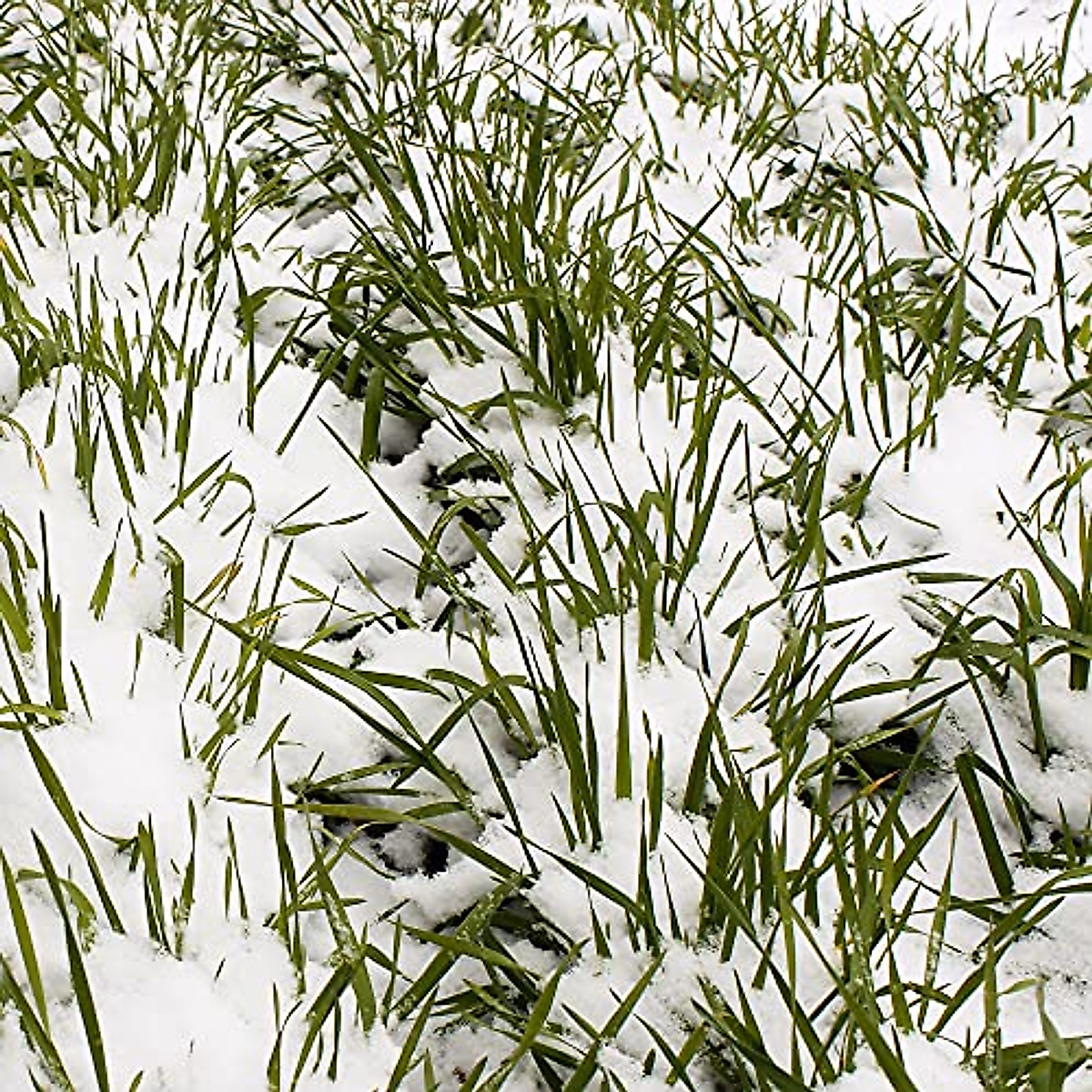 No-Till Winter Rye Seeds - 5 Lbs - Non-GMO Rye Grain Cover Crop Seeds by Mountain Valley Seed Company