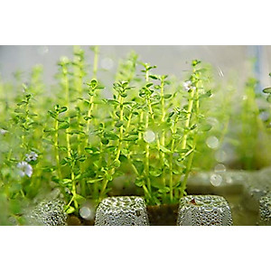 Bacopa Monnieri Moneywort Freshwater Live Aquarium Plants 8 Stems with Roots