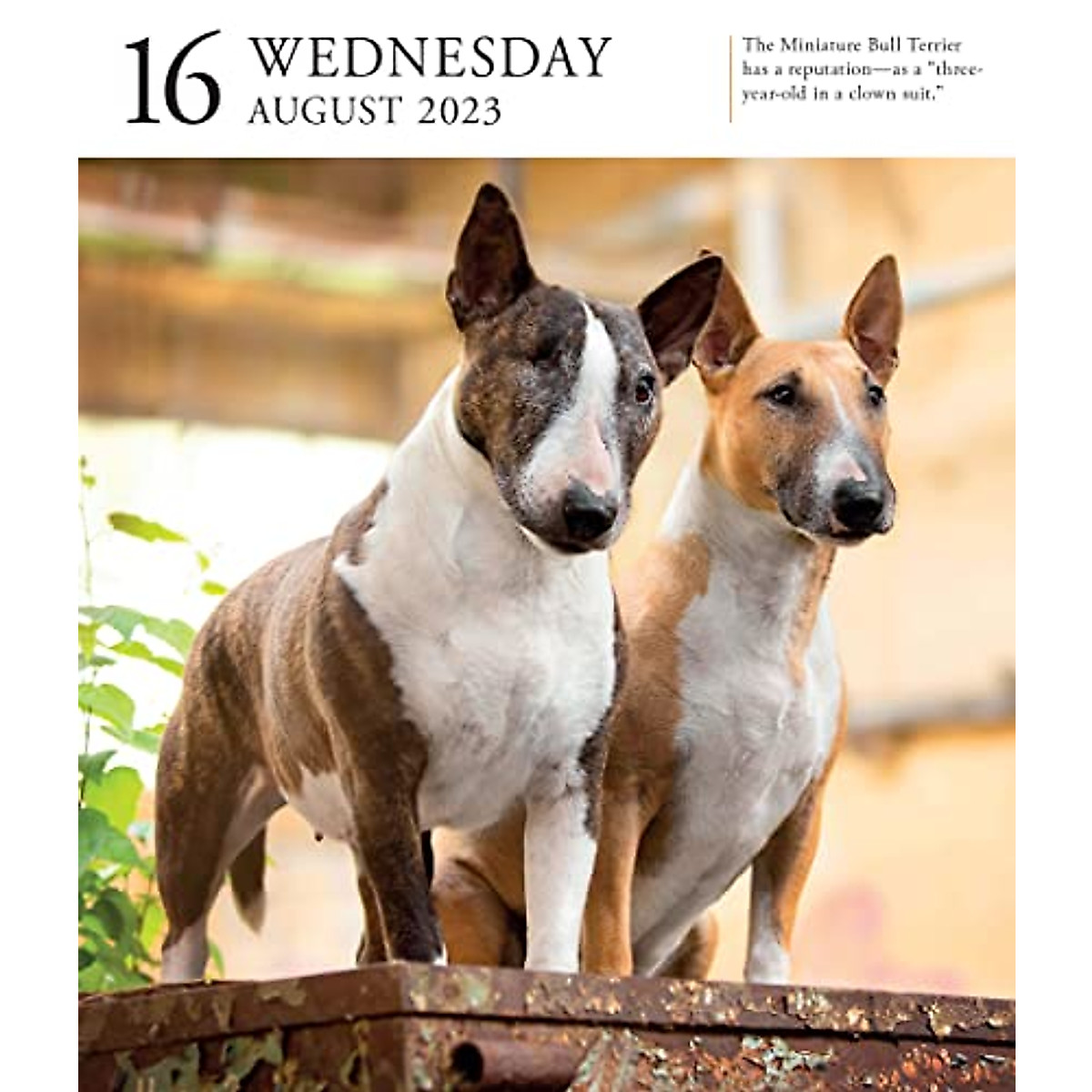 Dog Page-A-Day Gallery Calendar 2023: An Elegant Canine Celebration