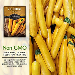Survival Garden Seeds - Golden Zucchini Seeds for Planting - Packet with Instructions to Plant and Grow Yellow Zucchini Vegetables in Your Home Vegetable Garden - Non-GMO Heirloom Variety