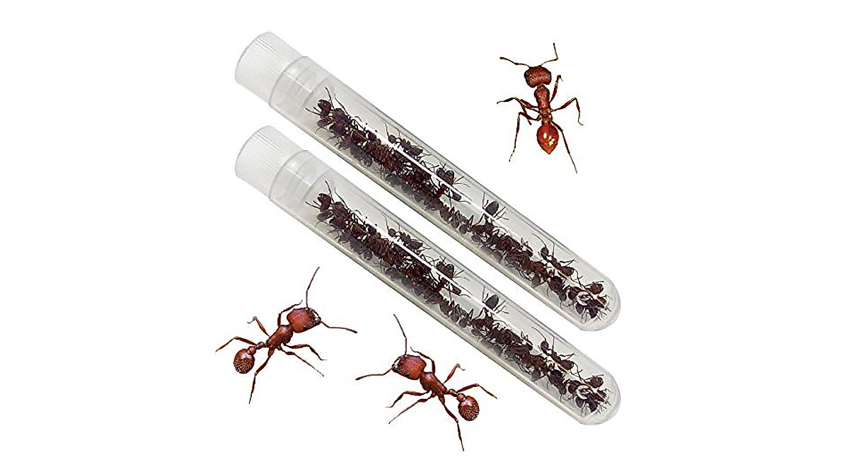 Insect Lore Live Harvester Ants - 2 Tubes of 25 for Ant Habitats