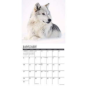 Spirit of the Wolf 2021 Wall Calendar