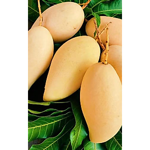 Mango Fruit Tree Seeds for Planting, Sweet Flavor