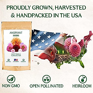 Giant Dahlia Flowered Mix - Beautiful Flowers Seeds for Planting Outdoors in Your Home Garden - 144+ Non GMO Seeds Per Packet - Mix Seeds to Attract Pollinators: Birds, Butterflies, and Bees