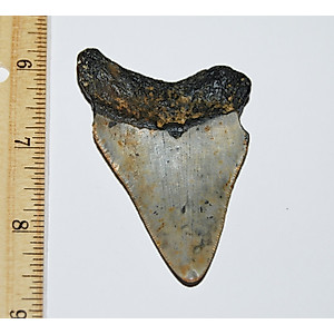 MEGALODON TOOTH Fossil SHARK 2.901 inches - Up to 25 Million Years Old #1516 5o