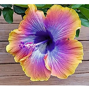 100 pcs Mix Hibiscus Luna Flower Seed Perennial Flower Garden Plant
