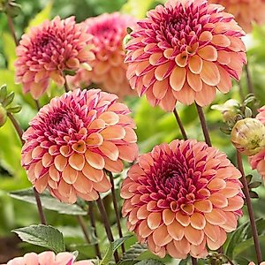 Dahlia Bulbs (Ball) - Bonanza - 8 Bulbs - Orange/Pink Flower Bulbs, Tuber Attracts Bees, Attracts Butterflies, Attracts Pollinators, Easy to Grow & Maintain, Fast Growing, Cut Flower Garden
