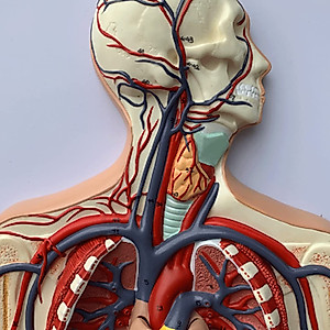 Model Teaching Model Human Circulatory System Model Whole Body Internal Organs Anatomy Model Cardiovascular Demonstration Model for Teaching