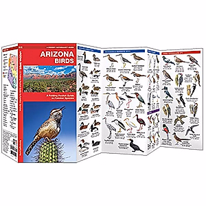 Arizona Birds (Nature Observation North America)