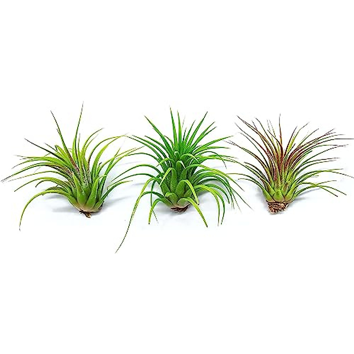 Tillandsia Air Plants Live Indoor Plants (6PK), Airplants Variety Live Plant Kit, Tropical Plants Live Houseplants, Air Plant Live Succulents Plants Live Plants Indoor House Plants by Plants for Pets