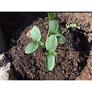 TomorrowSeeds - Tendergreen Burpless Cucumber Seeds - 30+ Count Packet - for 2024 English Cucumbers European Seedless Hothouse Pickle