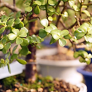 Brussel's Bonsai Live Dwarf Jade Bonsai Tree, Indoor - Small, 3 Years Old, 5 to 8 Inches Tall - Decorative Ceramic Bonsai Pot and Bonsai Tray