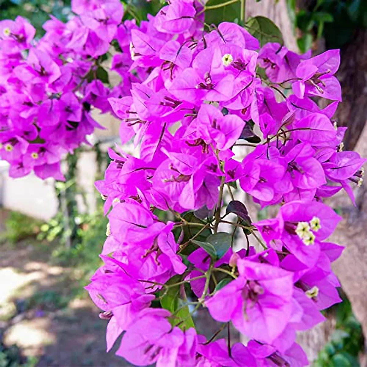 QAUZUY GARDEN 100 Purple Bougainvillea Seeds, Paperflower, Attract Pollinators, Fast-Growing Perennial Flowering Shrub Bush Tree Plant, Striking Showy Accent