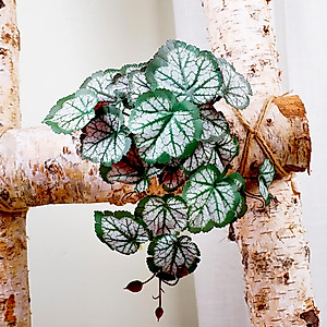 Woyrise Reptile Plants, Terrarium Hanging Plants Vines for Reptile Tank, Amphibian Habitat Leaves Decor with Suction Cups for Bearded Dragon Lizard Snake Gecko Frog Hermit Crab - 2Pack Green Heuchera