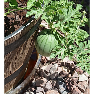 50 Sugar Baby Watermelon Seeds for Planting - Heirloom Non-GMO USA Grown Premium Fruit Seeds for Planting a Home Garden - Small Watermelon Citrullus Lanatus by RDR Seeds