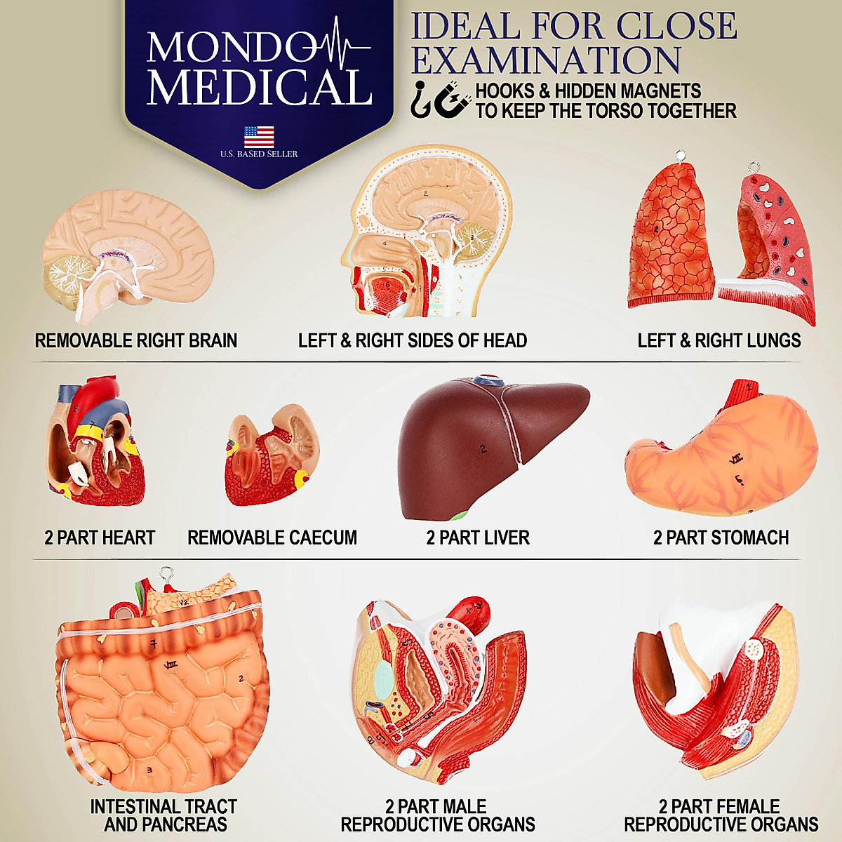 MonMed Human Torso Model – 17in Human Body Model Anatomy Doll with Removable Organs 3D Human Organ Model