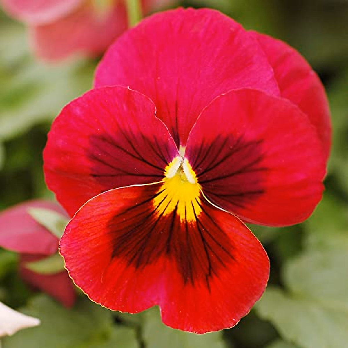Pansy Seeds Viola Wittrockiana Perennial Fragrant Evergreen Deer Resistant Bed Border Edging Container Otdoor 250Pcs Mixed Colors Flower Seeds by YEGAOL Garden