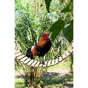 Vehomy Chicken Coop Toy Chicken Toys for Hens Natural Wood Chicken Ladder Chicken Swing Chicken Perch for Birds Poultry Rooster Chicks L