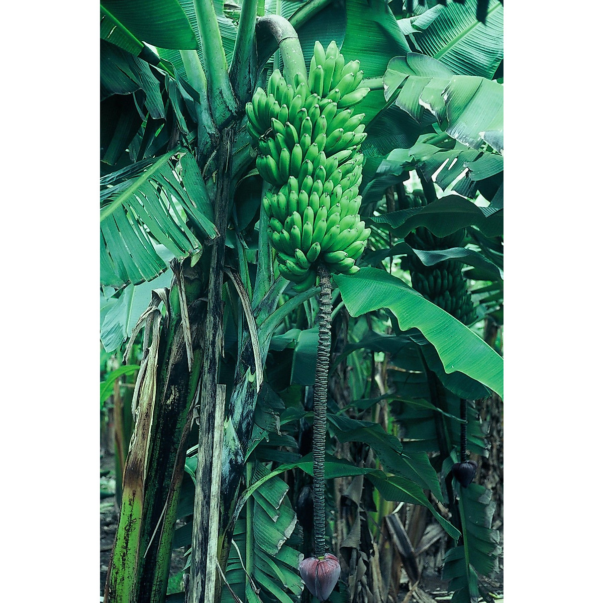 1 LIVE PLANT Goldfinger Dwarf Banana Tree - RARE Desert Banana 3 to 8 inch tall