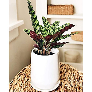 POTEY White Planter Pots for Plants Indoor - 5.3 Inch Glazed Ceramic Plant Pot with Drainage Hole & Saucer for Plants Home Decor 050301, Plants NOT Included