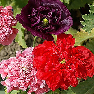Outsidepride Papaver Peony Poppy Double Mix Garden Cut Flowers Great for Vases, Dried Arrangements - 5000 Seeds