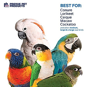 Prevue Pet Products 62607 Calypso Creations Dagwood Bird Toy, Multicolor