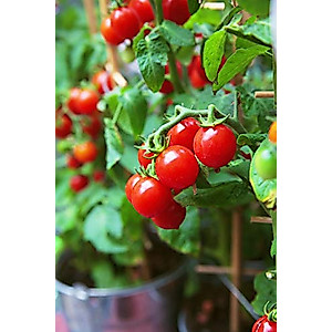50 Tiny Tim Tomato Seeds - Patio Tomato, Dwarf Heirloom, Cherry Tomato - by RDR Seeds