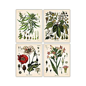 Vintage Psychoactive Plants Botanical Farmhouse Wall Art Poster Print, Set of 4, 8x10 Boho Decoration Prints, Nature Pictures, Aesthetic Floral Posters for Bedroom, Bathroom, Kitchen & Office Decor