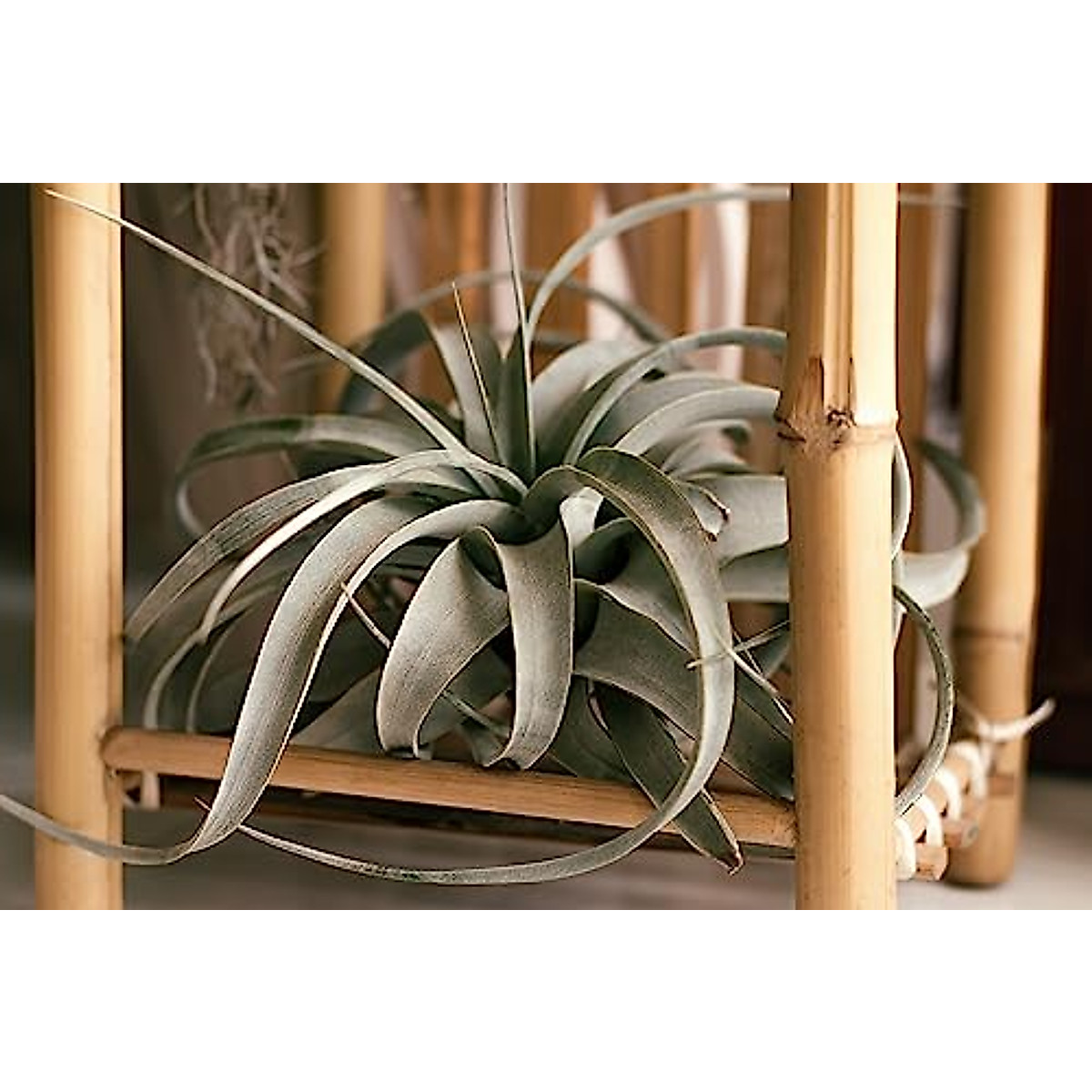 Tillandsia Xerographica Air Plant, Tillandsia Air Plants Live Large Indoor Plants Live Houseplants, Exotic Plants for Succulent Terrarium, Fairy Garden Decor, Succulents Live Plants by Plants for Pets