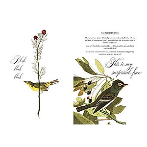 Effin' Birds: A Field Guide to Identification