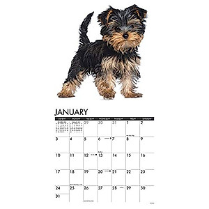 Just Yorkie Puppies 2021 Wall Calendar (Dog Breed Calendar)