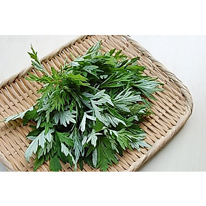 TKE Farms & Gardens - Mugwort Seeds for Planting, 500 mg, 4000+ Heirloom Seeds, Non-GMO, Instructions Included, Artemisia vulgaris, Qty 1