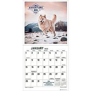 Adventure Dogs 2023 Wall Calendar: Hiking, Camping, and Traveling with Courageous Canines | 12" x 24" Open | Amber Lotus Publishing